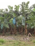 Chigorodó mi entorno: CHIGORODÓ ANTIOQUIA