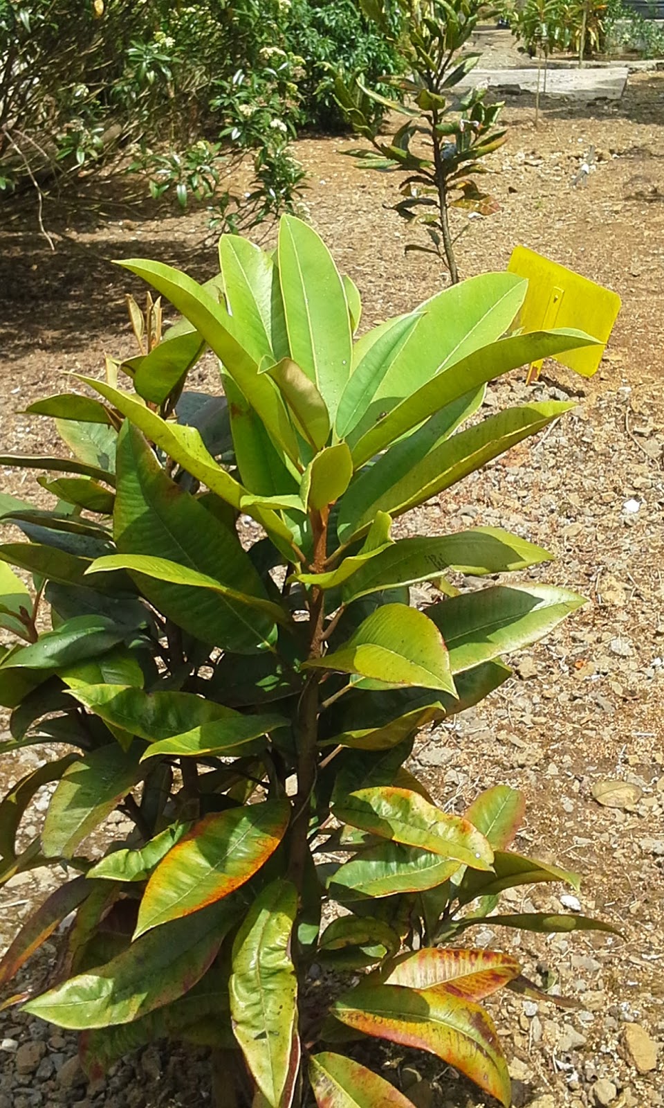 Landscape of Mauritius