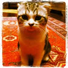 JKT48's new single!!! 「RIVER」！: Taylor Swift's Cat:Meredith Grey