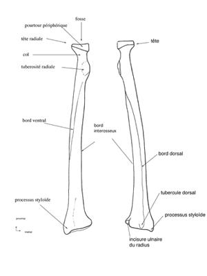 B-ÉPIPHYSE PROXIMALE