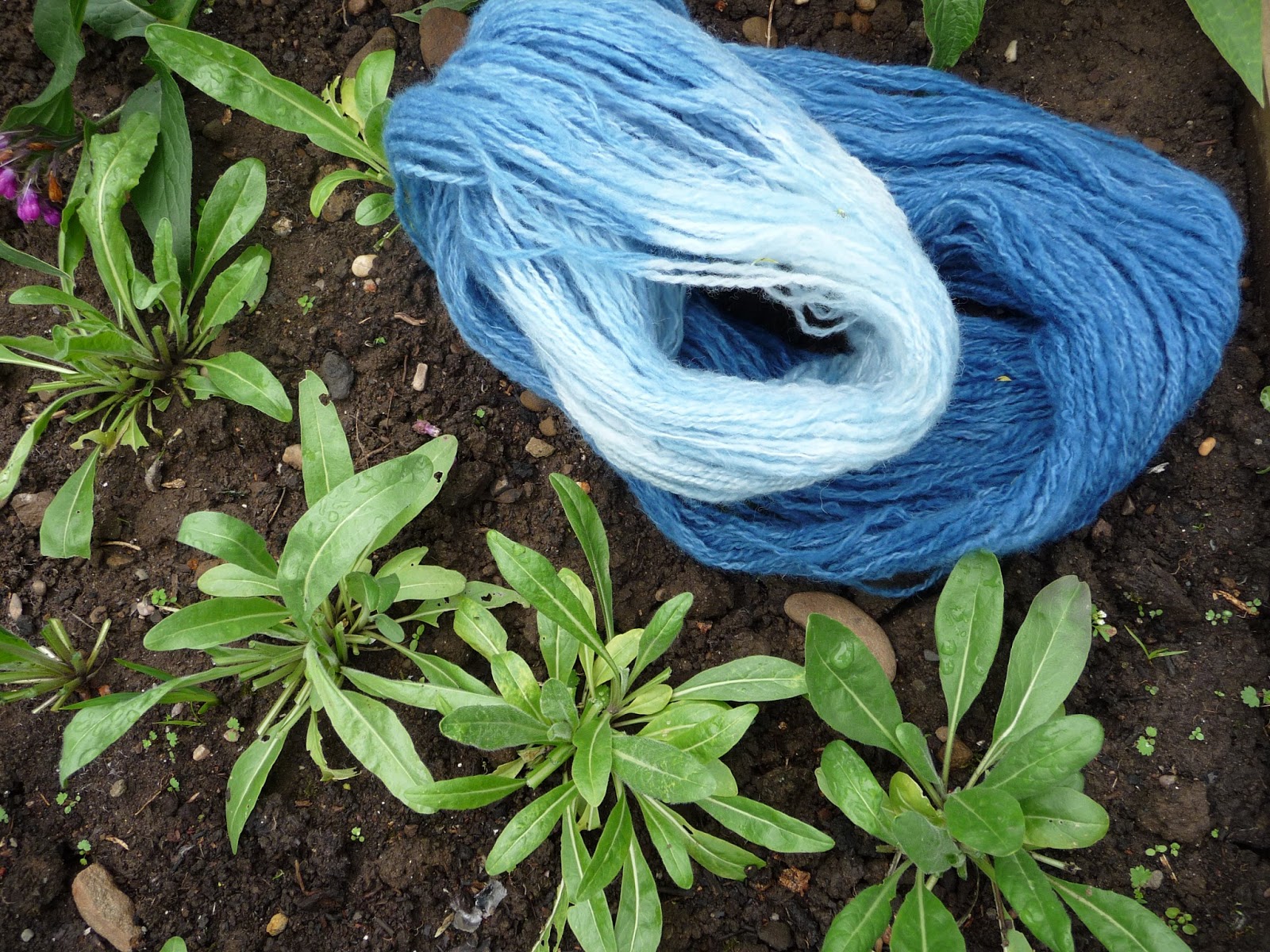 Wool - Tribulations of Hand Spinning and Herbal Dyeing: Making Woad Dye ...