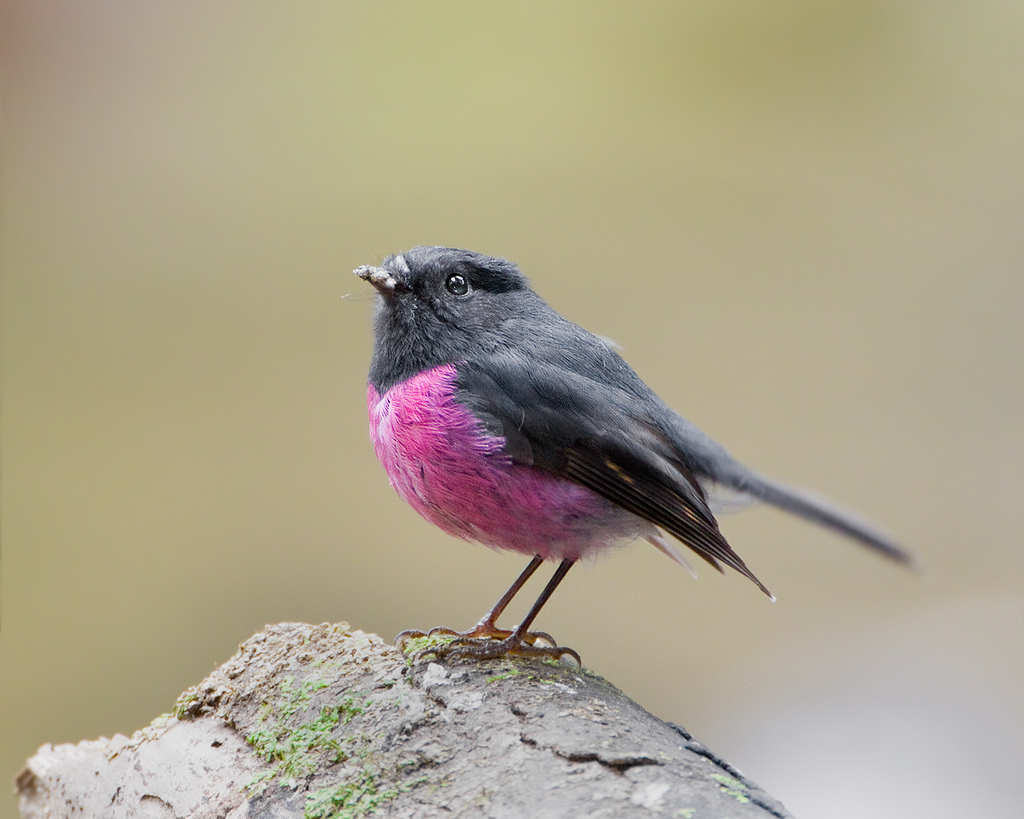 The Pink Robin: The Gloriously Pink-breasted Bird | The Ark In Space