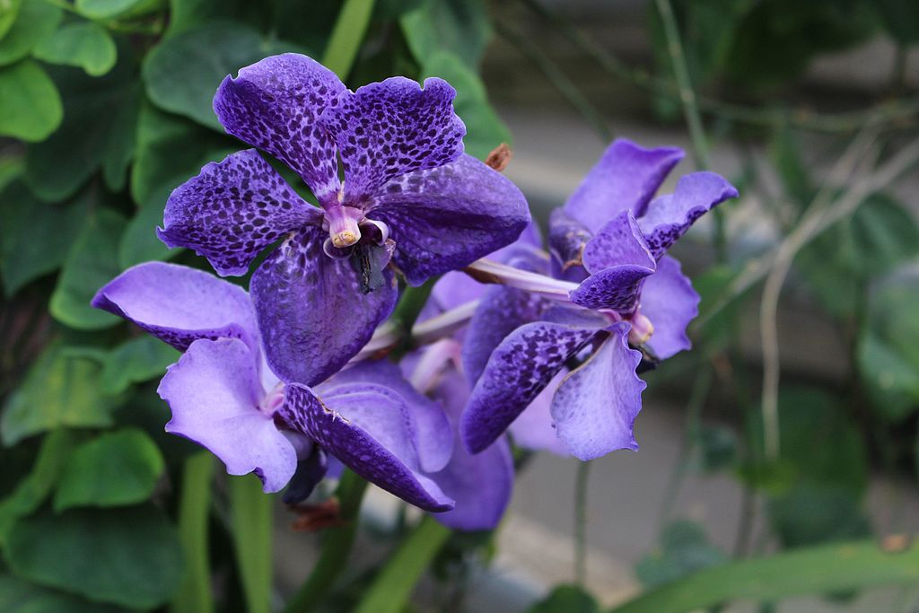 Grow and care Vanda coerulea orchid - The Blue Vanda | Travaldo's blog