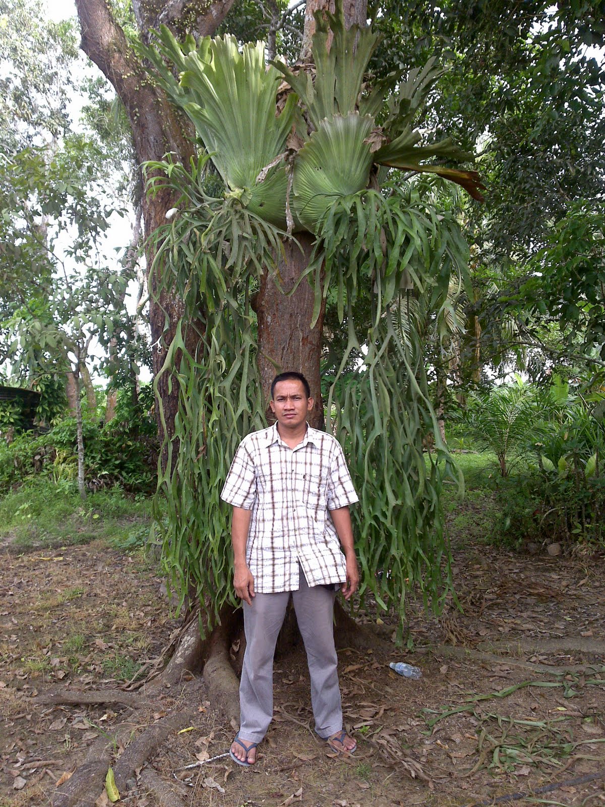 orkid liar : bunga orkid liar orkid tanah