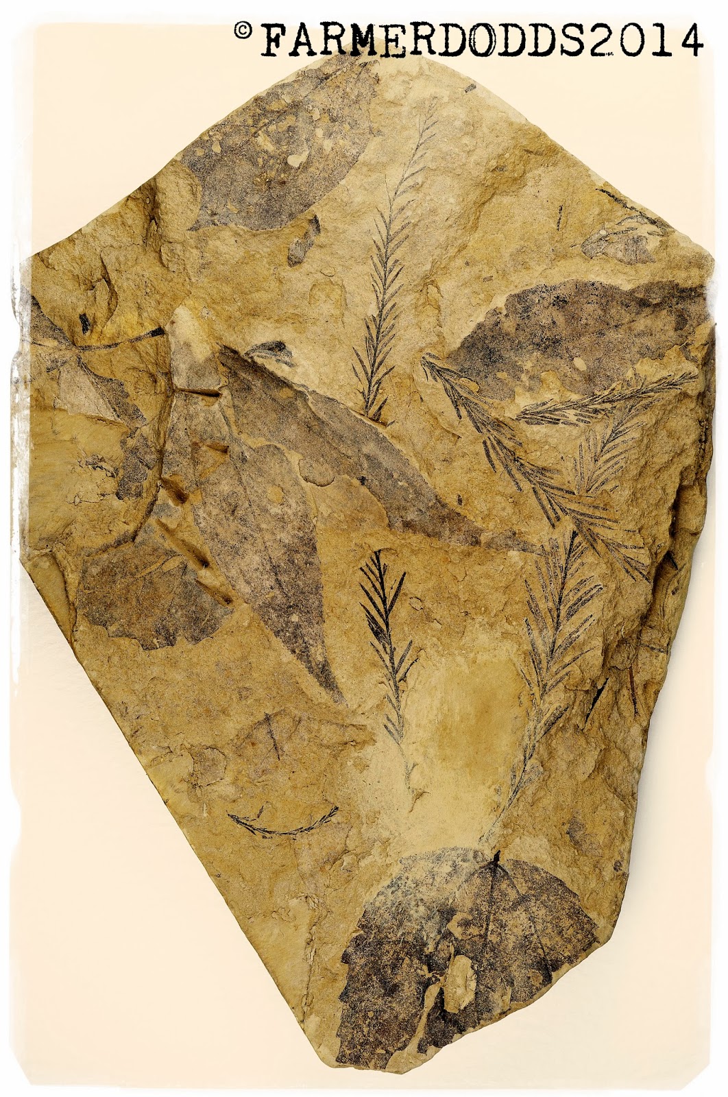 Paleobotany: NEOGENE PERIOD ~ 23.03–2.588 million years ago