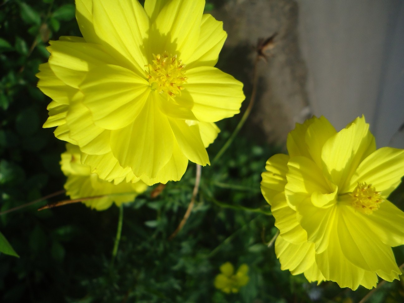 WALLPAPER BUNGA KENIKIR KUNING ROMANTIS - Rumah Daun Muda