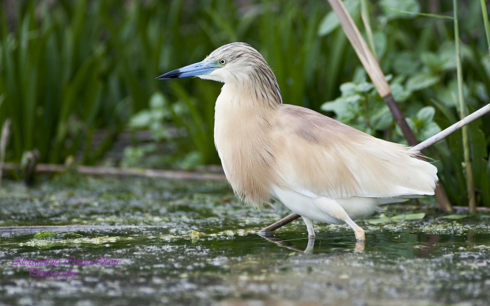Alexandrina Cristea-Olaru