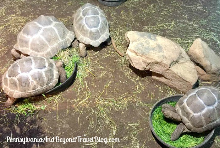Pennsylvania & Beyond Travel Blog: Educational Fun at Clyde Peeling's ...