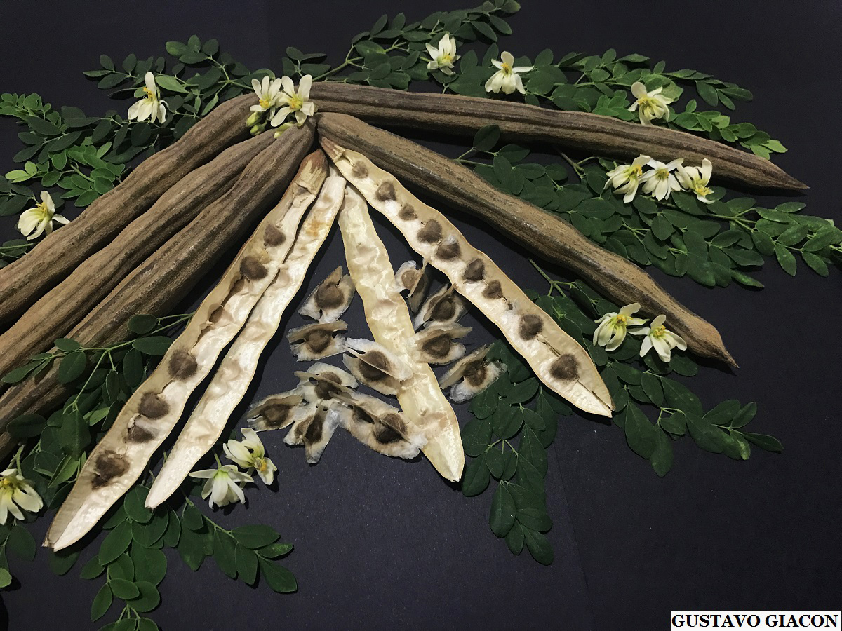 Viveiro Ciprest - Plantas Nativas e Exóticas: Moringa ( Moringa oleifera )