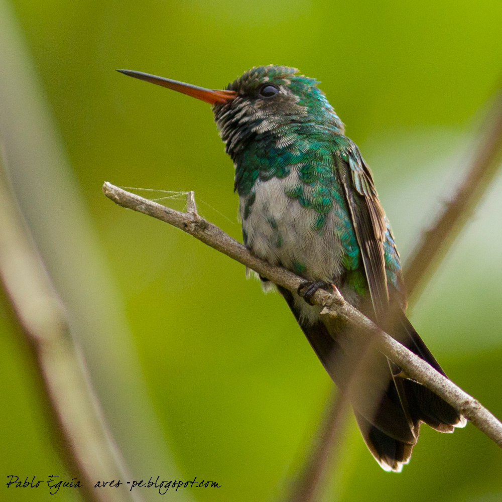mis fotos de aves: Chlorostilbon lucidus Picaflor Verde Glittering ...