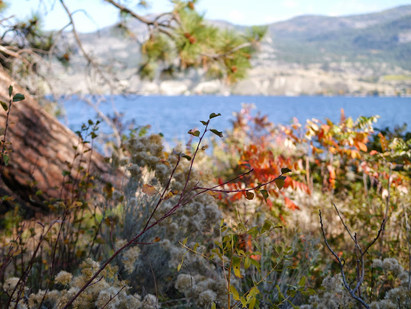 Autumn Colours - Backwoods Mama
