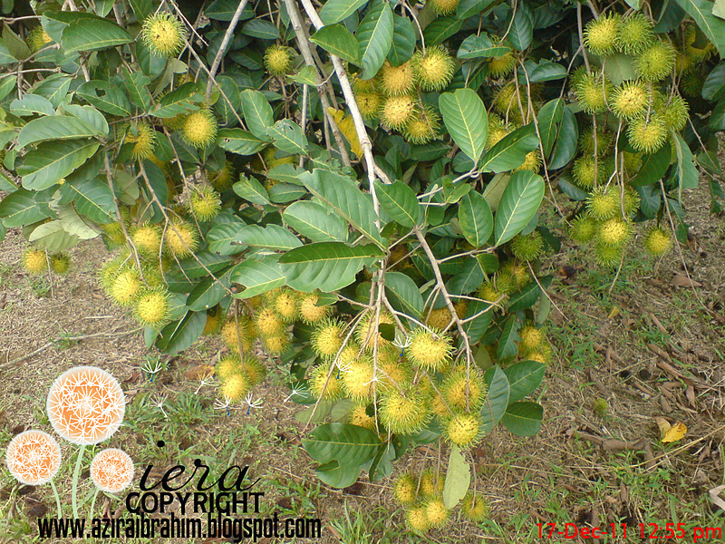 :: BiNgKiSaN KeHiDuPaNKU ::: Pasar Tani Rembau dan Mengait Rambutan