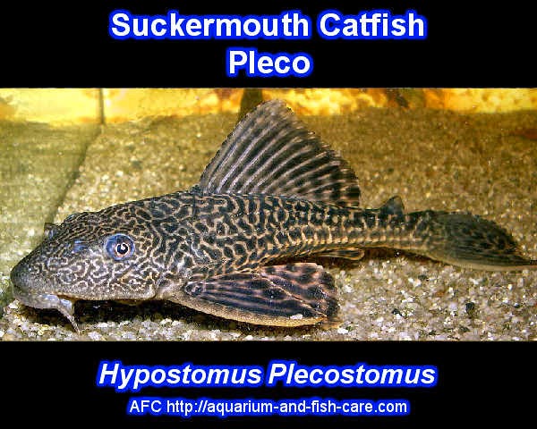 Aquarium and Fish Care: Plecostomus