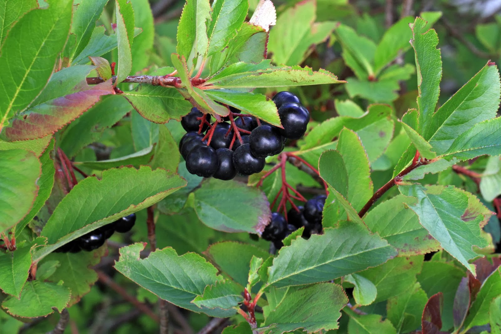 Aroniabær 2013. Svartsurbær. Det lages saft og gele med kunstnerhaugens ...