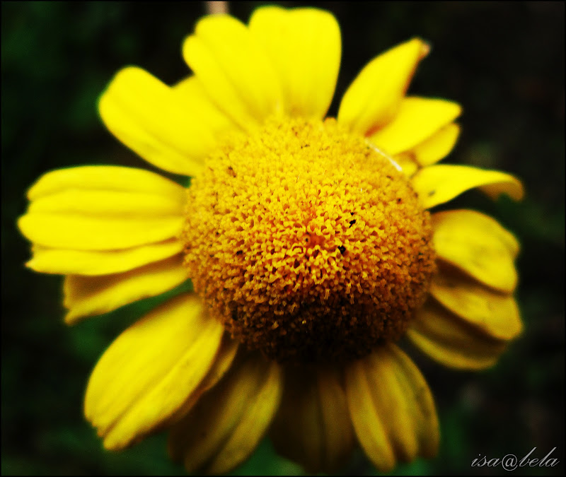 Um brilho de luz: Malmequer Amarelo...
