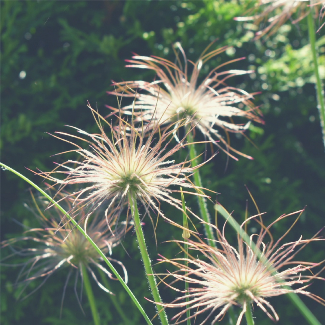 Inkalilja Love: Puutarhan aakkoset - osa 2