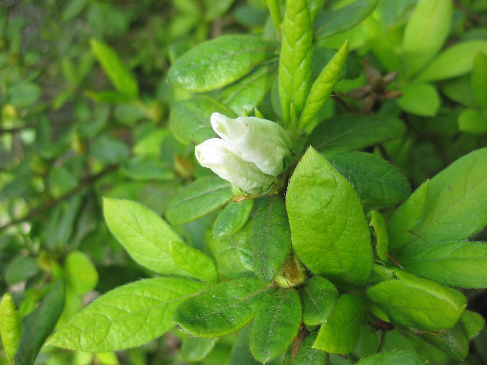 SJG bloom 2011: May, p. 2: Rhododendrons & Azaleas
