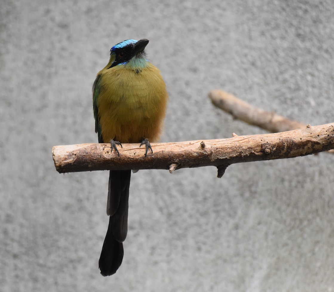 ZOOTOGRAFIANDO (6.100 ANIMALS): BARRANQUERO / BLUE-CROWNED MOTMOT ...
