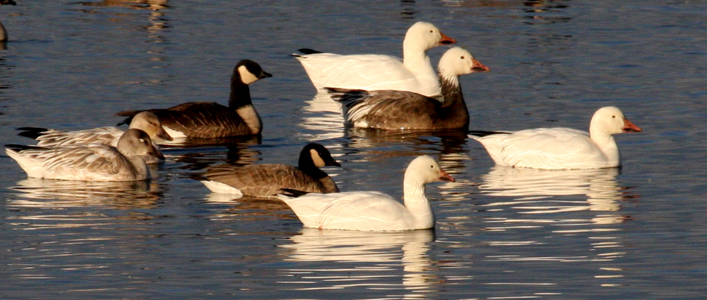 Tuckertown: The Dark Phase Blue Goose-Blue Gray-White Head Snow Goose ...