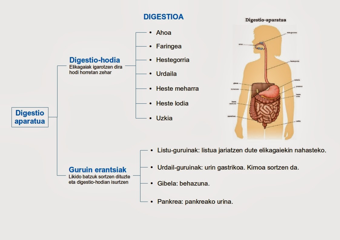 Urratsez urrats: Digestio aparatua. Eskema