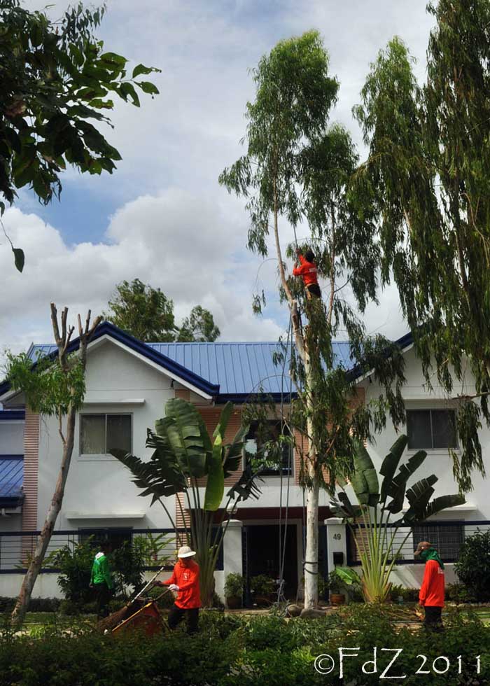 View thru My Global Lens: [Our World] Tree Trimming