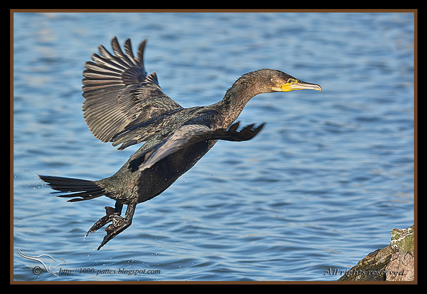 WILDLIFE GATEWAY: Le Grand cormoran de l'espèce maritime