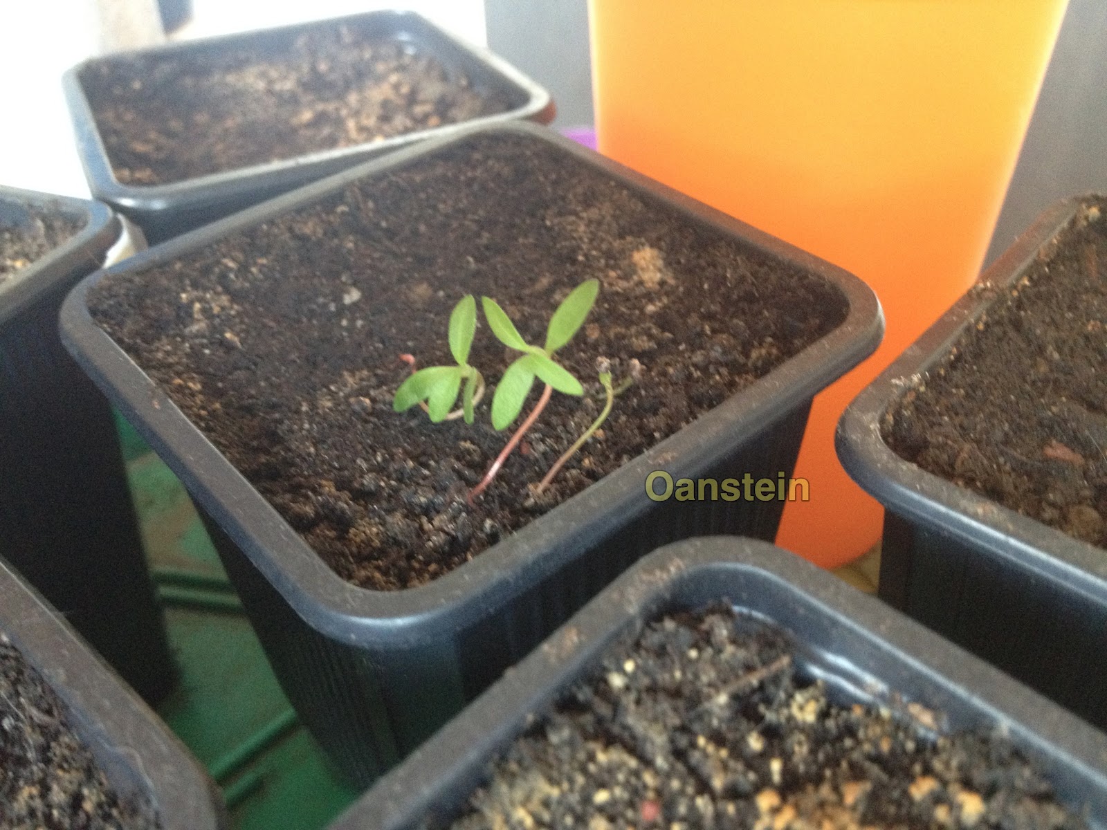 Oanstein: Anbau von Cystus - Zistrosen - Cistus incanus ssp. tauricus