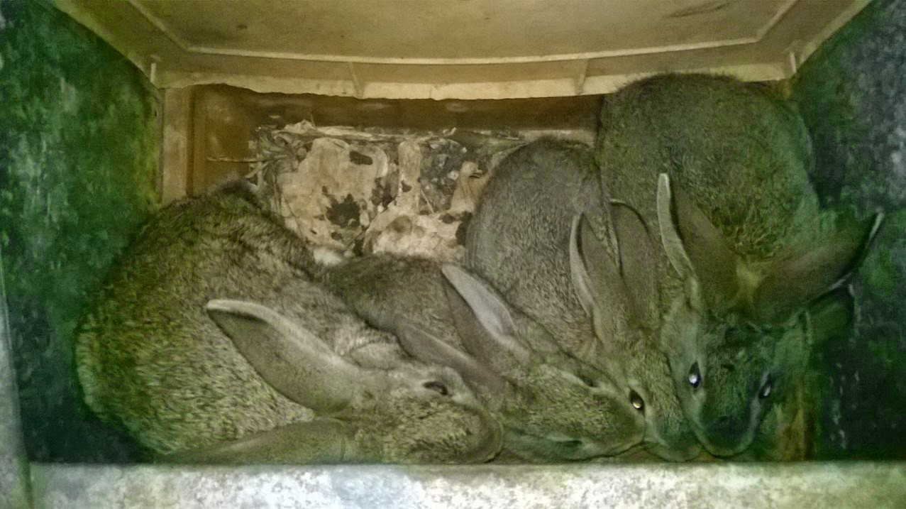 La vida entre rocas: La granja de conejos comienza a producir