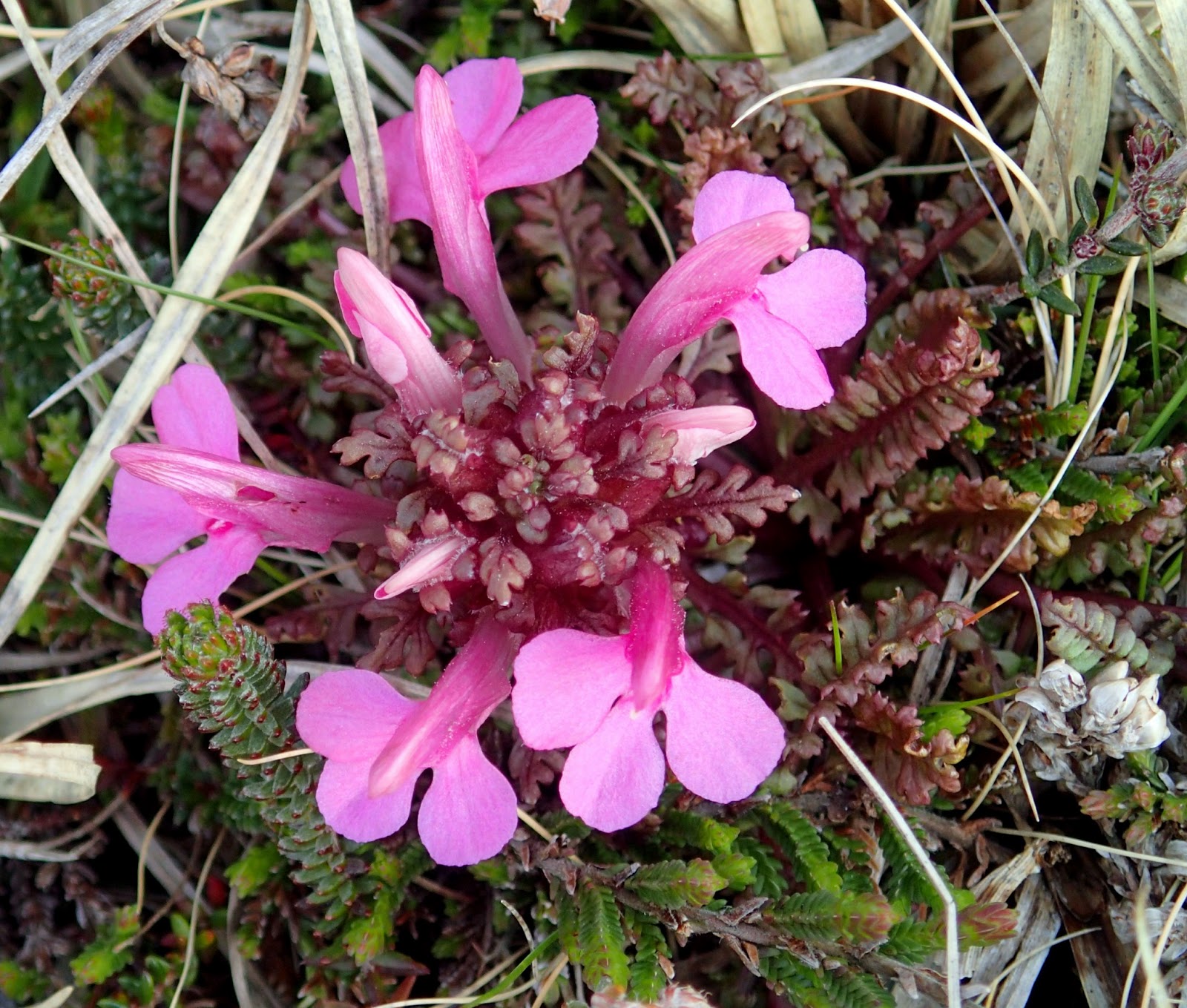 walking the rainbow trail: Behind Pitheughie:gorse and lousewort ...