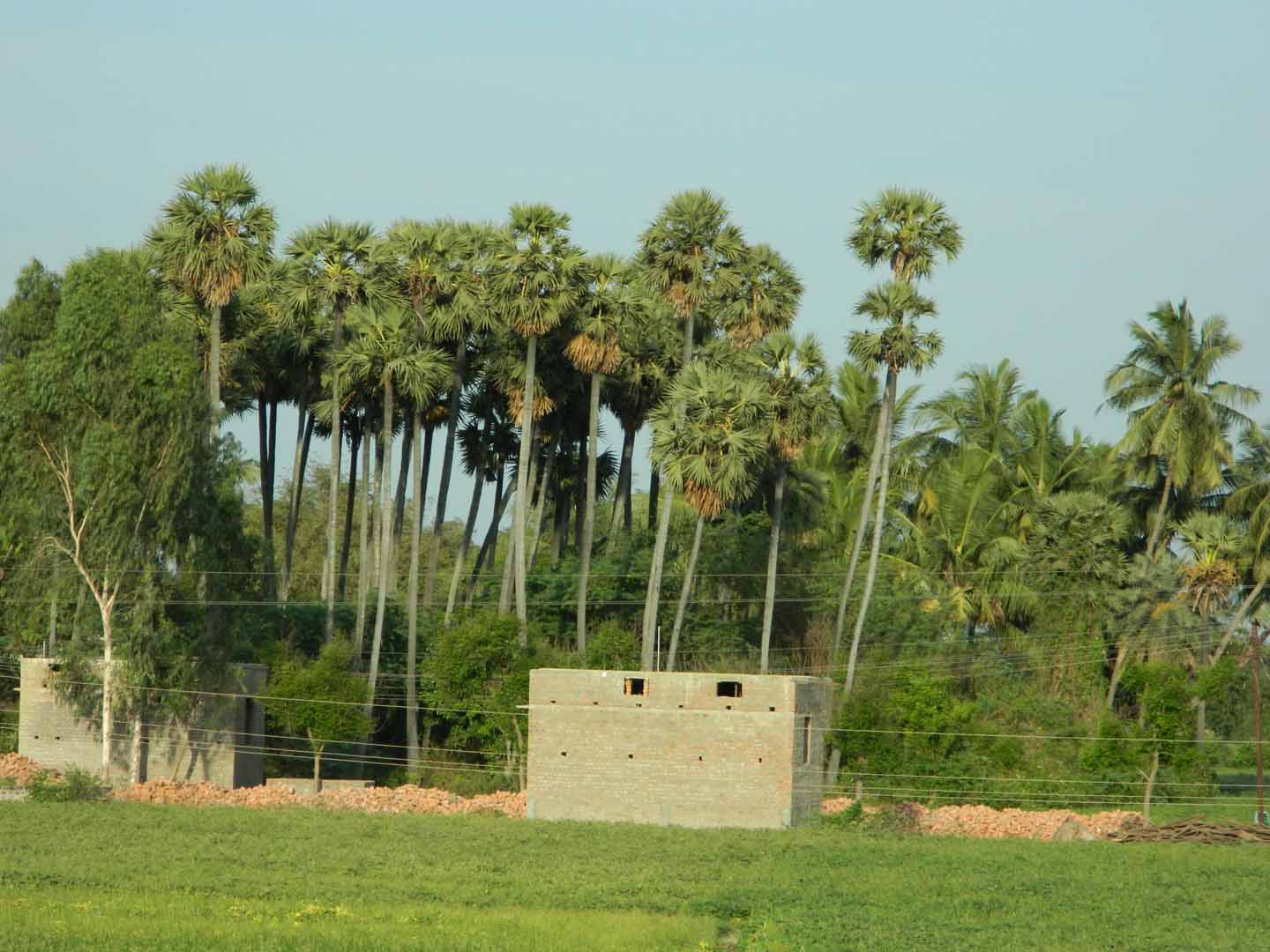 .: பனைமரம் வளர்ப்போம்-மனிதர்களை காப்போம்...