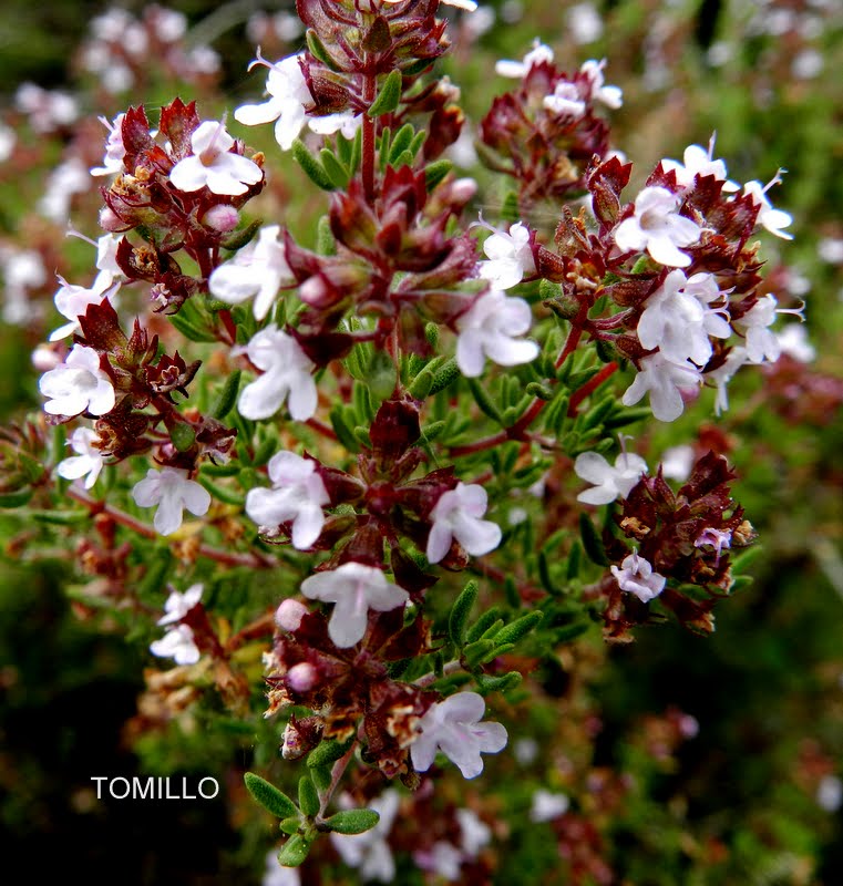 naturconsejos: TOMILLO 2 (Thymus vulgaris)