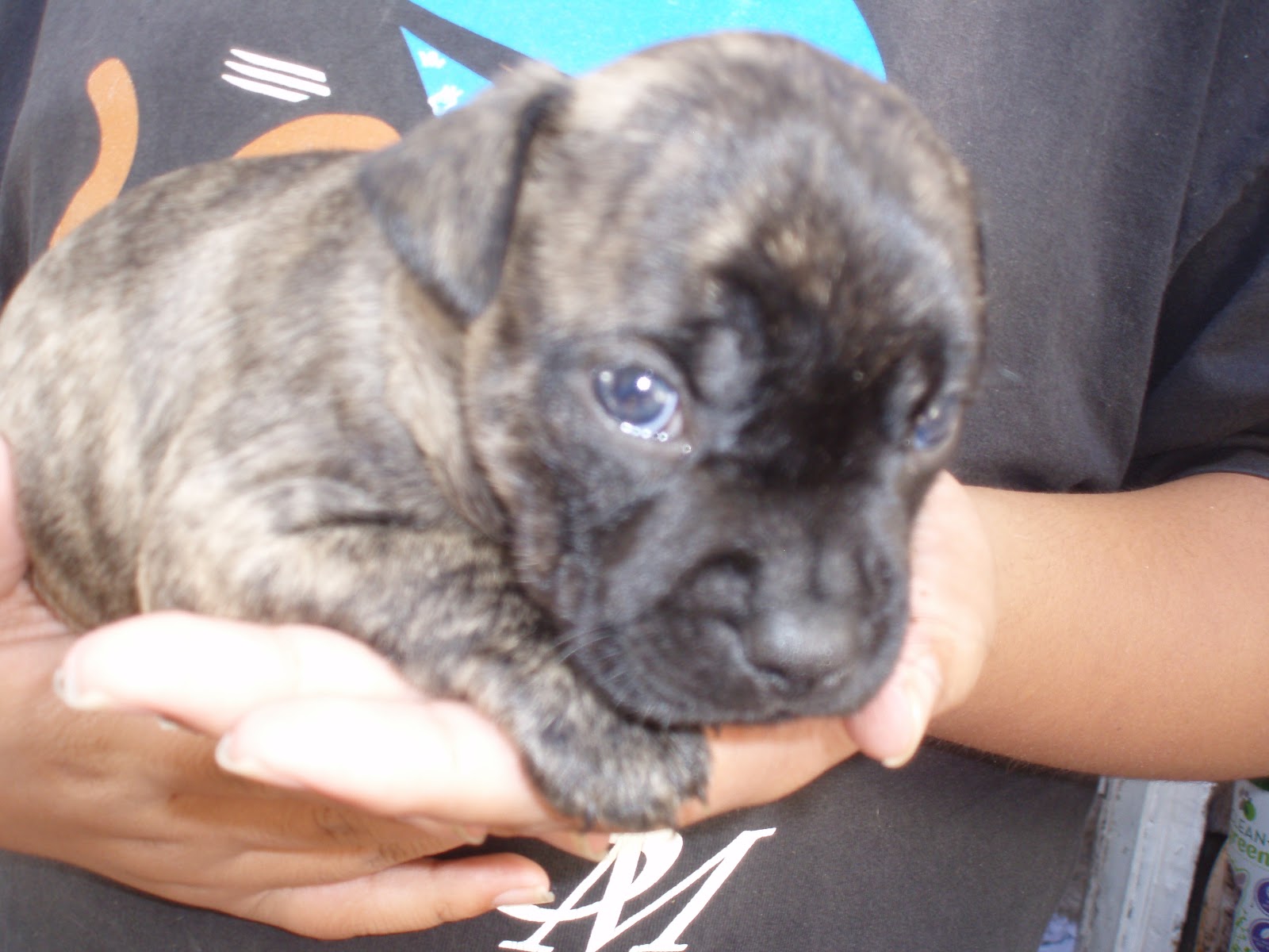 Nine reasons to rejoice!: Meet the MUGGINS (min pin-pug mixes!)