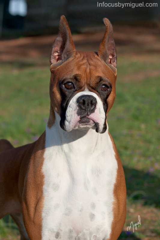 DOG SHOW POOP: 2011-05-29