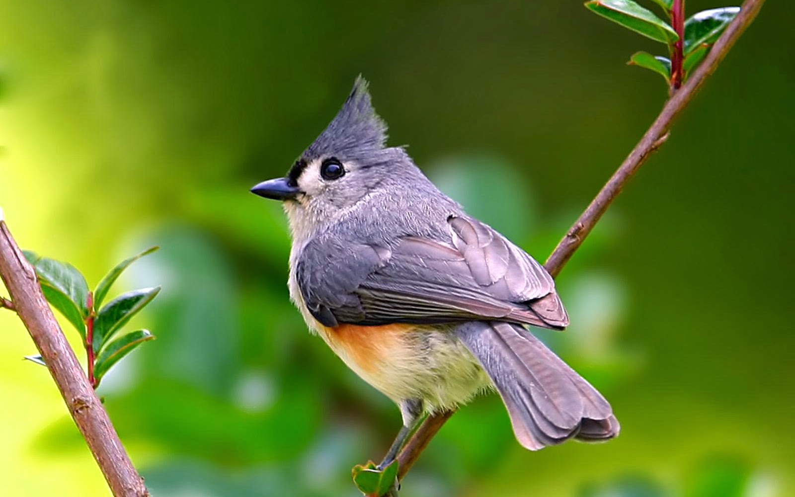 World Beautiful Birds : Tufted Titmouse Bird | Amazing Facts & Latest ...