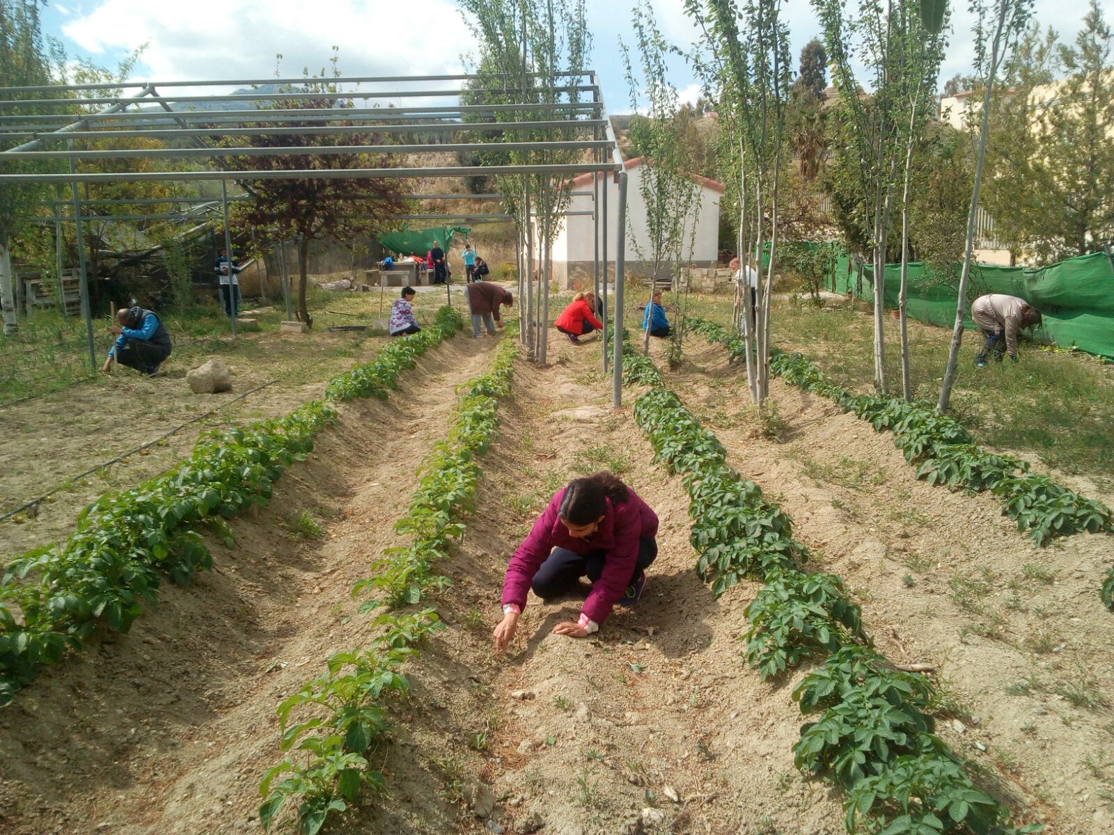 EL QUE SIEMBRA, COSECHA