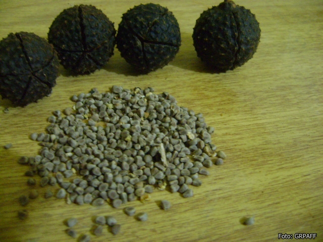 GRPAFF: Espécie da Flora Nativa