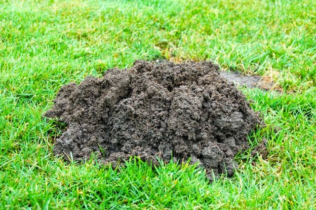 Molshopen op het gras. En een slechte tip.