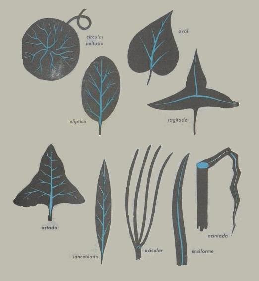 Biología Vegetal: abril 2013
