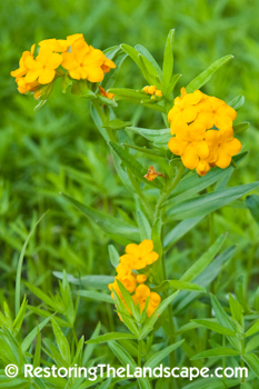 Restoring The Landscape With Native Plants: Native Plant of the Week ...