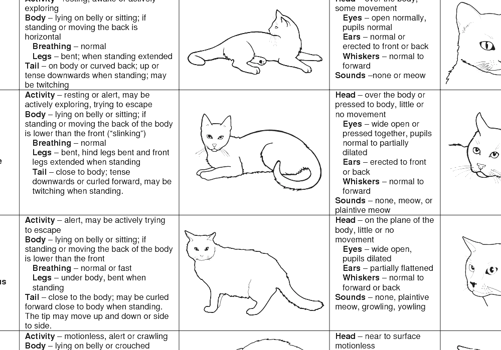 Cat Communication - Cat Tail Movement