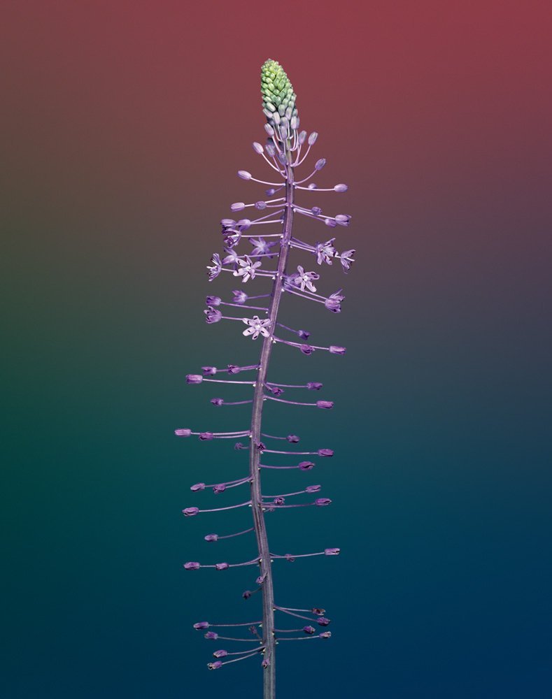 Alice au pays des arts: Le regard d'Erwan Frotin