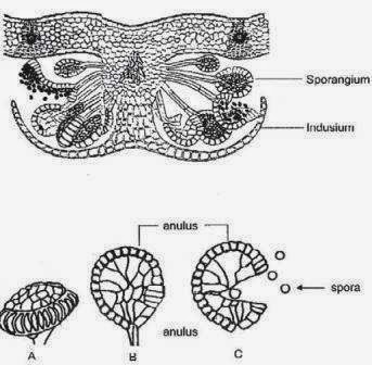 fitrirahma: makalah tumbuhan paku sayur