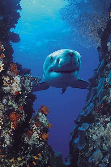 Buscando a nemo en las profundidades de Disney: Los animales de la ...