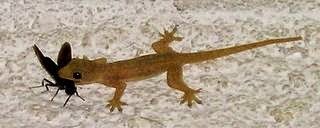 Eye on Costa Rica: Geckos of Costa Rica.....Friend, Foe or a Little of ...
