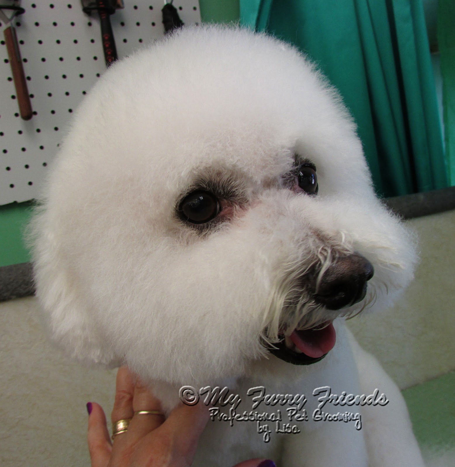 Pet Grooming: The Good, The Bad, & The Furry: Monday Makeover #13 A ...