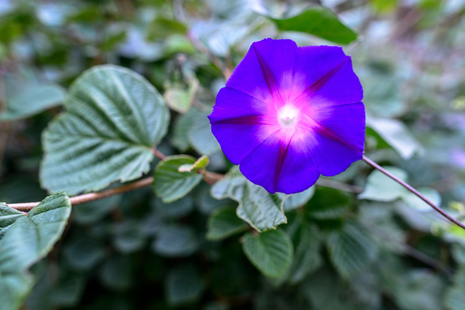 Bubba's Garage: Photos of Biltmore Gardens in the Fall
