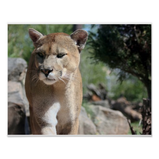 Sheila's This N That: The Mountain Lion, Cougar, Puma or Catamount ...