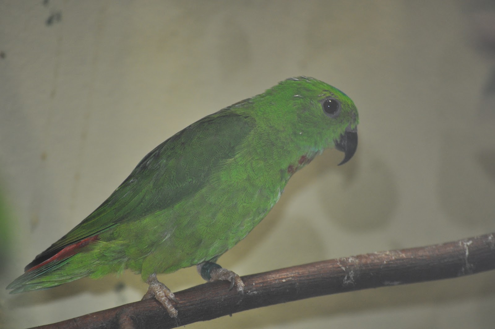 ZOOTOGRAFIANDO (5.836 ANIMALS): LORÍCULO CORONIAZUL / BLUE-CROWNED ...