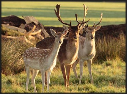 Deer | Wildlife Info-Facts and Photos | The Wildlife