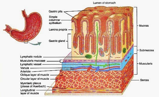 Kelenjar Lambung (Gaster) dan Kelenjar Duodenum